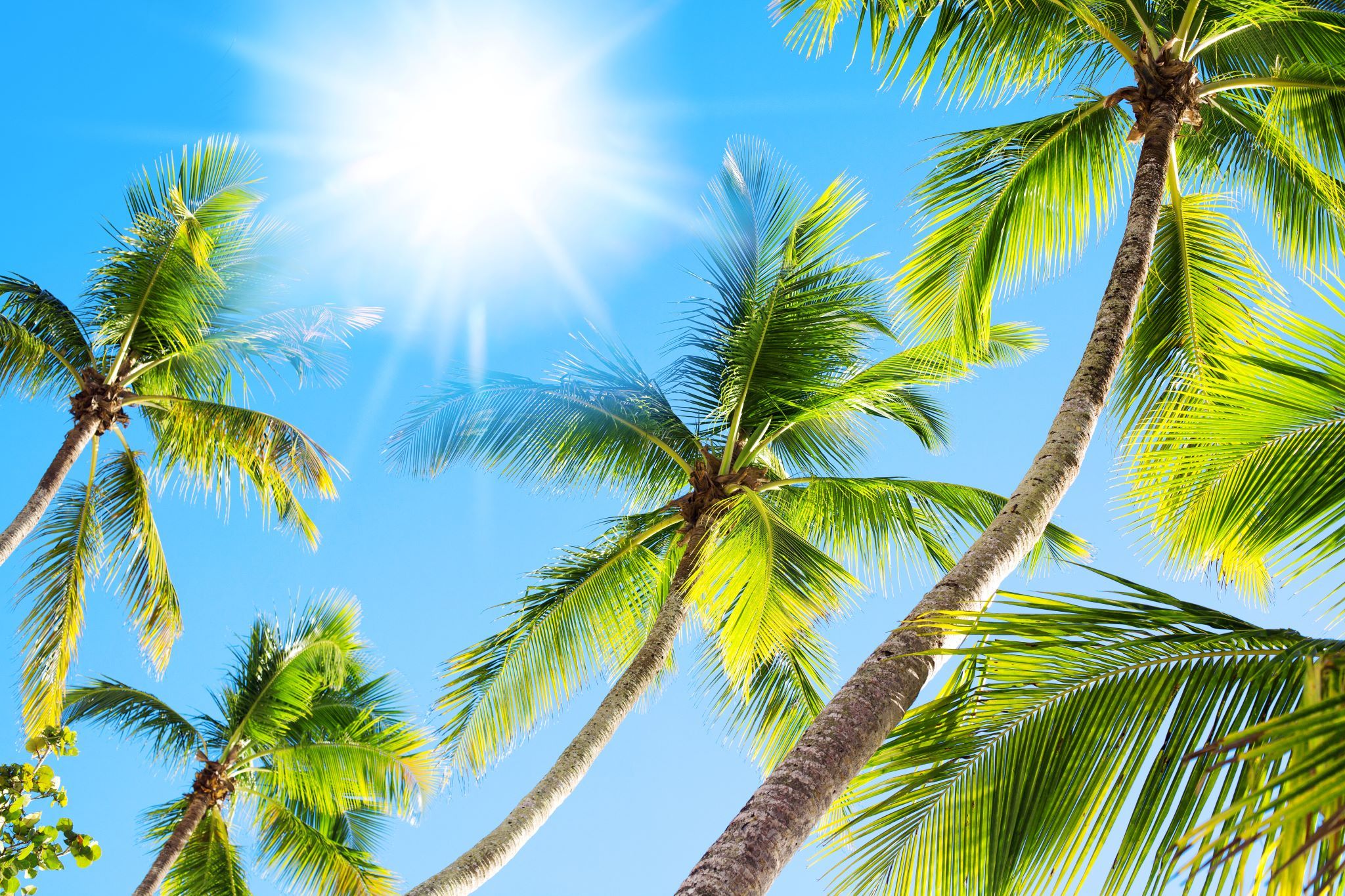 The Palms - Bar and Casual Dining | Whitsunday Holidays