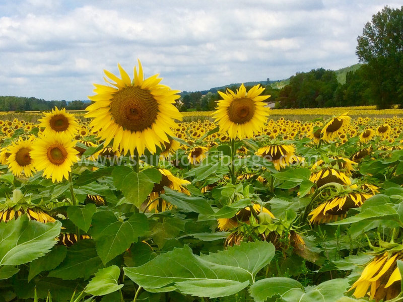 Whitsunday Yacht Charters | Whitsunday Sailing | Whitsunday Holidays