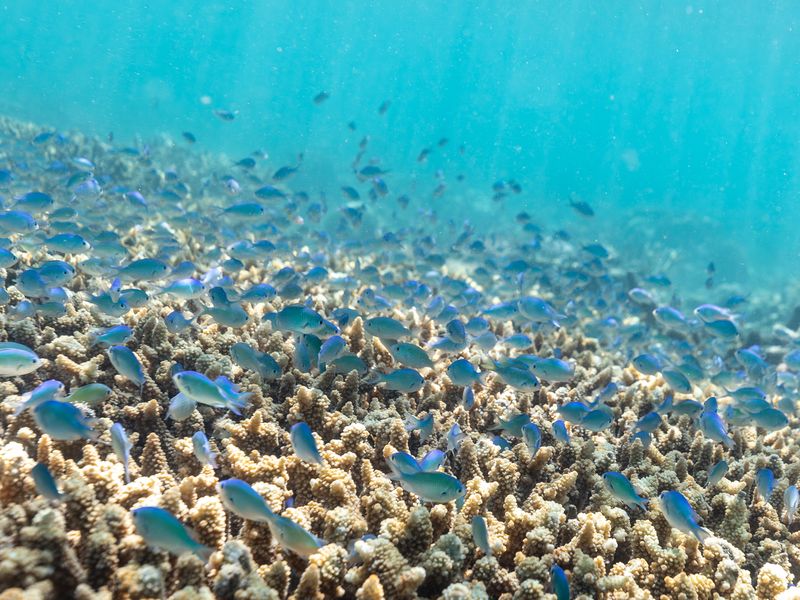 Outer Reef Snorkel Adventure - From Airlie Beach | Whitsunday Holidays